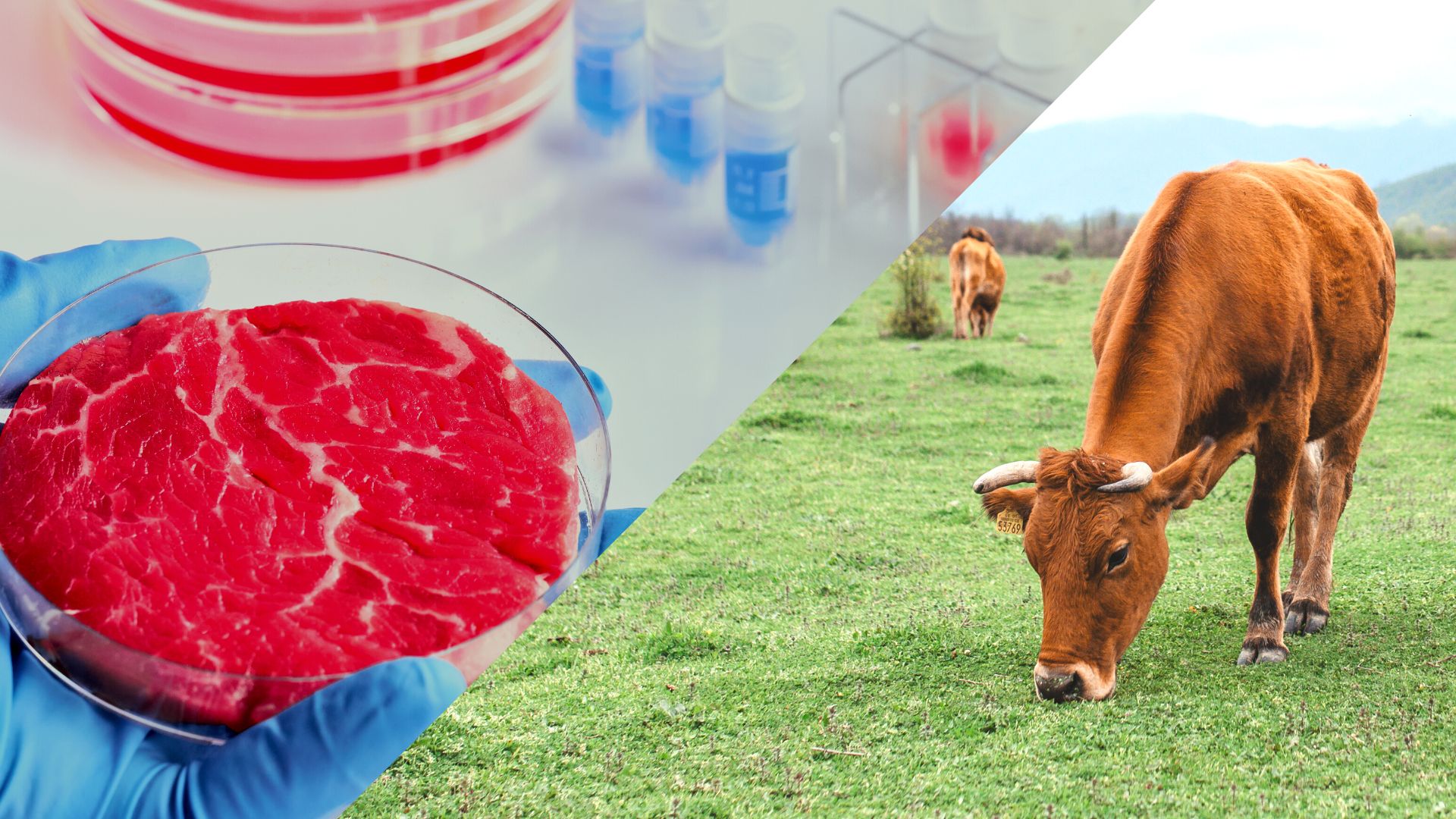 Carne in provetta: studio di Oxford ne mette in dubbio la sostenibilità ...