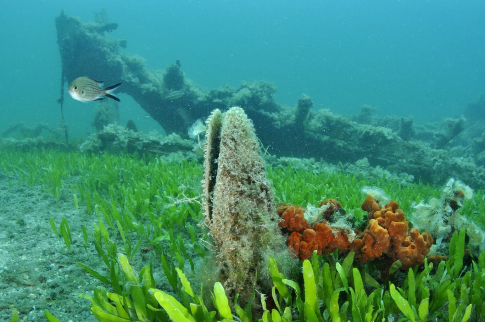 Perché è importante salvare la Pinna Nobilis, simbolo del Mediterraneo ...