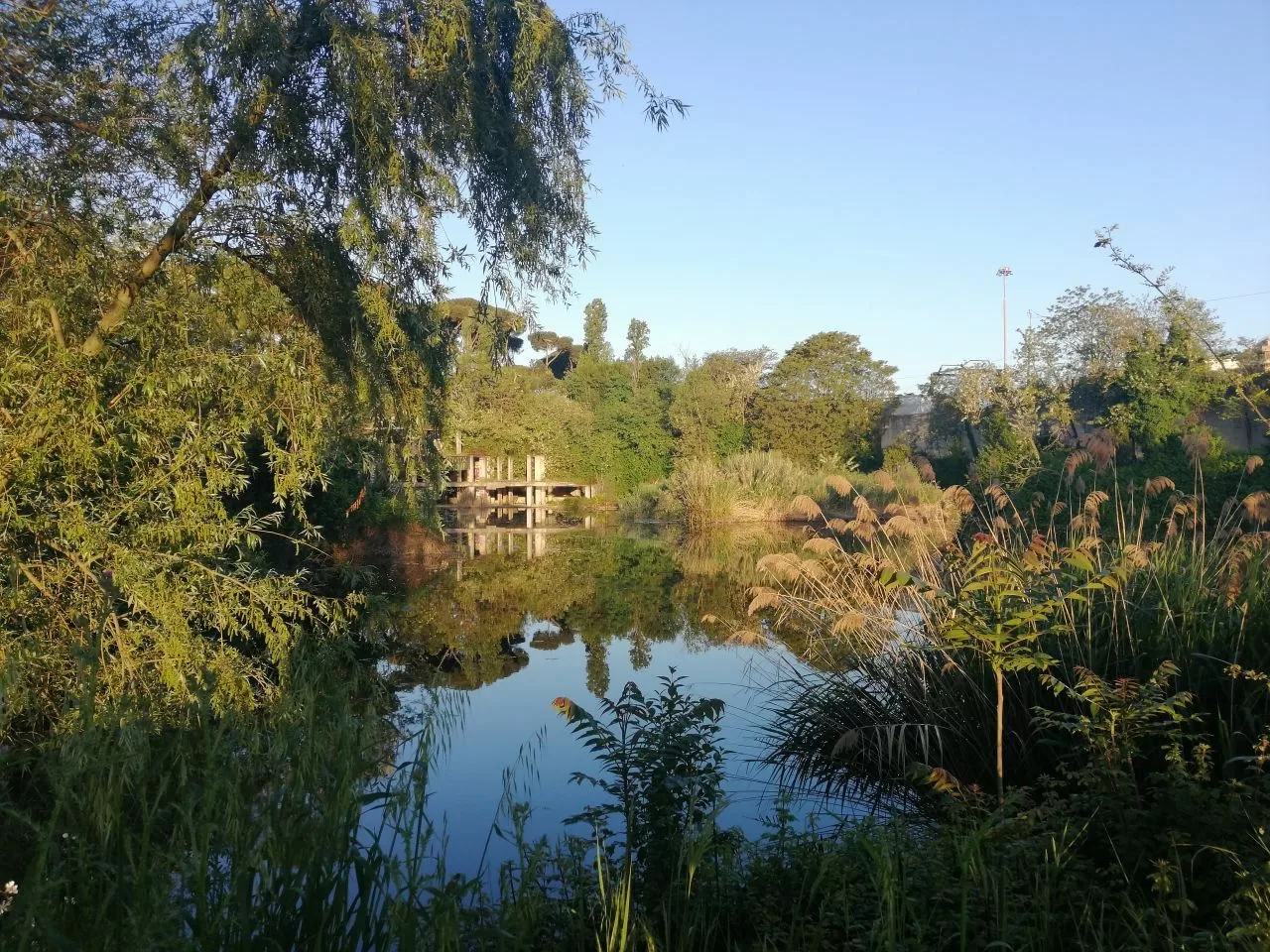 La foresta dell'ex Snia in cammino verso il Campidoglio per difendere ...
