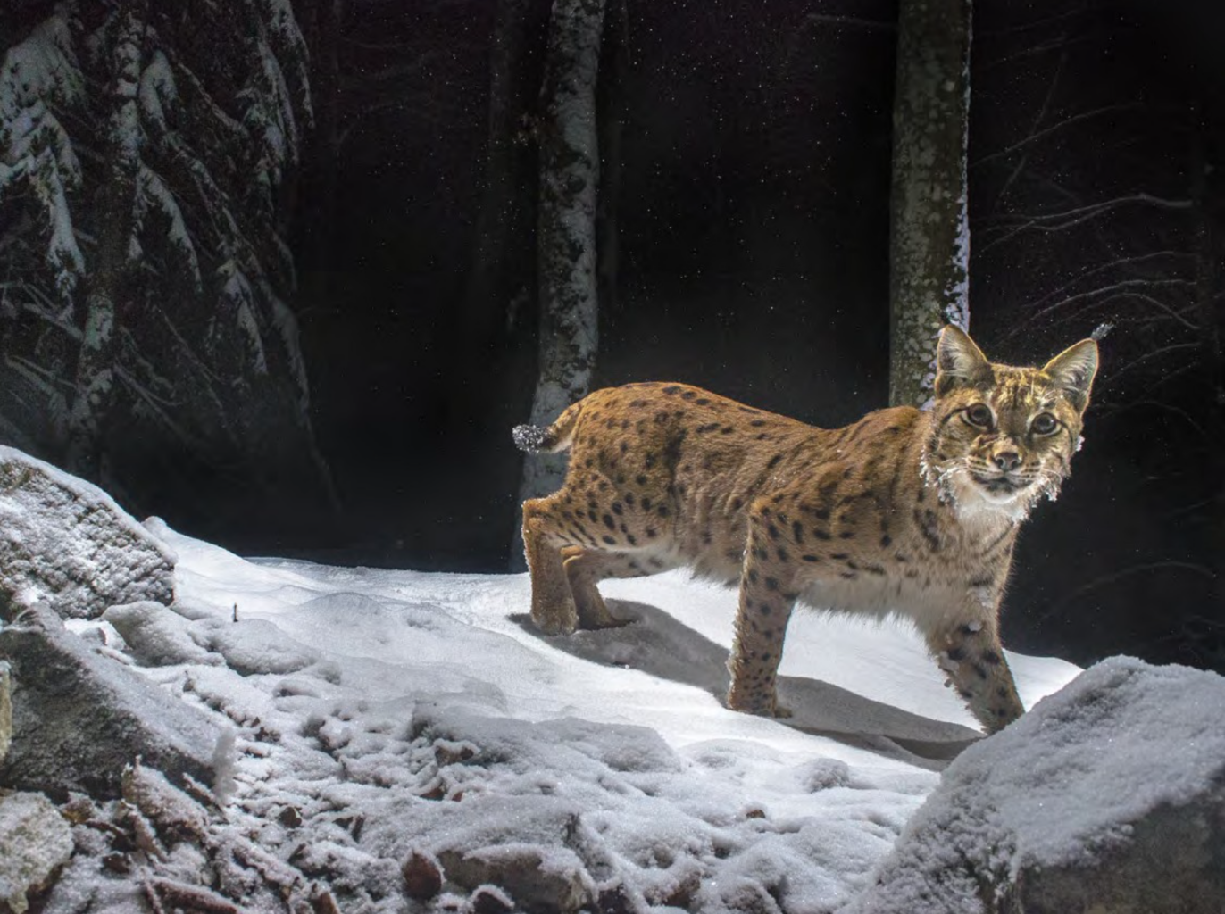 Come vedere il documentario Le linci selvagge di Laurent Geslin - E ...